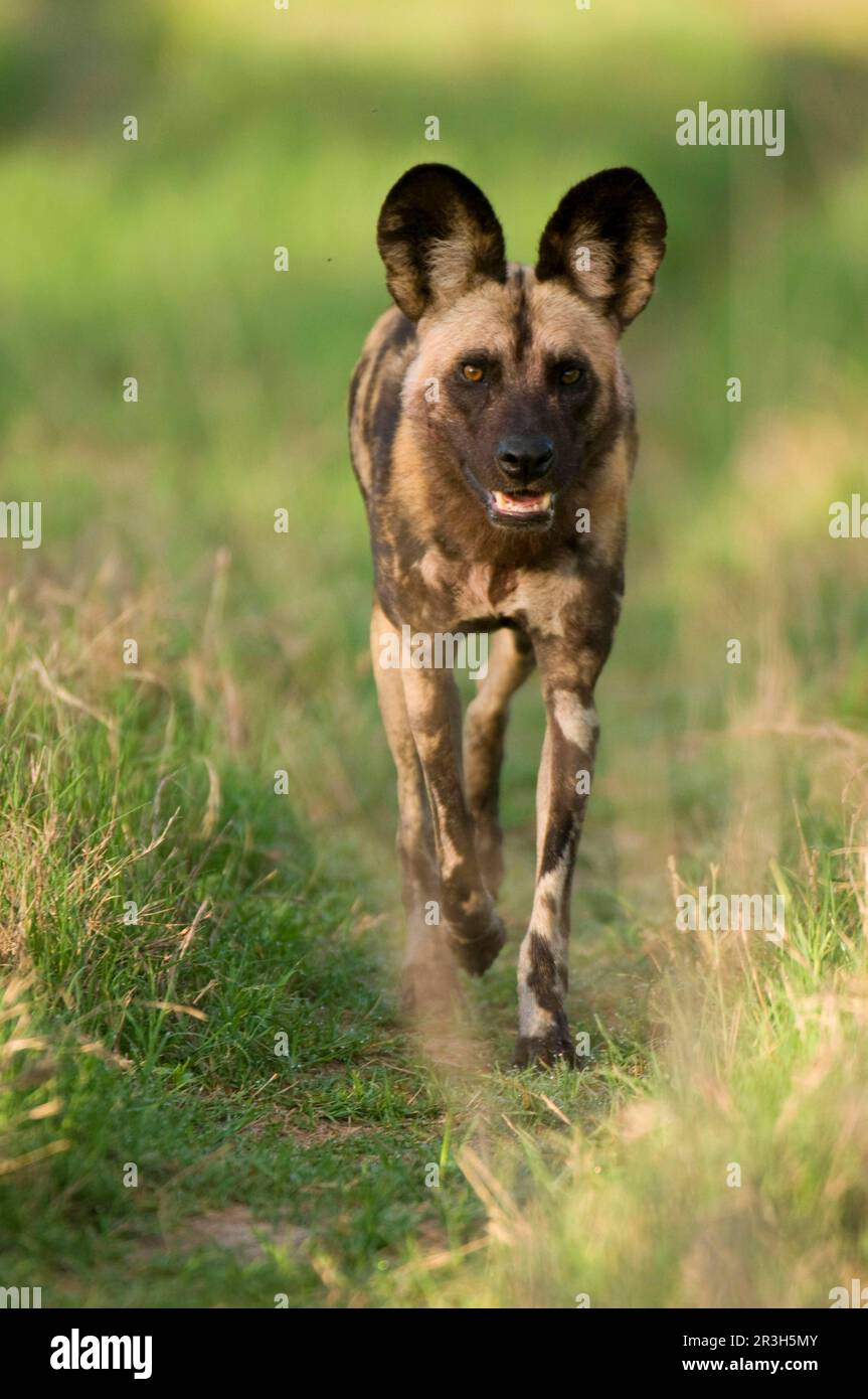 African wild dog (Lycaon pictus), hyena dogs, canines, predators ...
