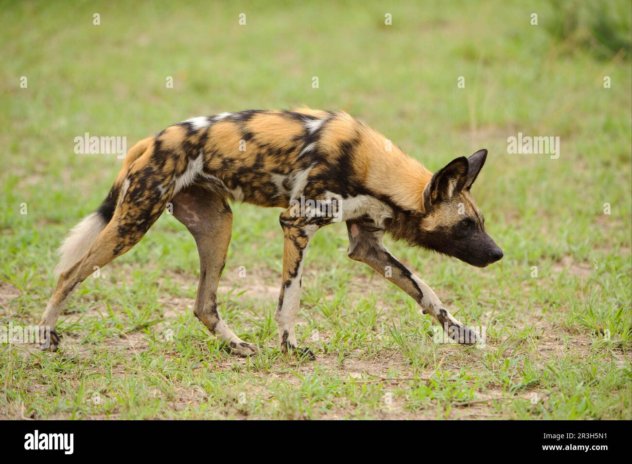 African wild dog (Lycaon pictus), hyena dogs, canines, predators ...