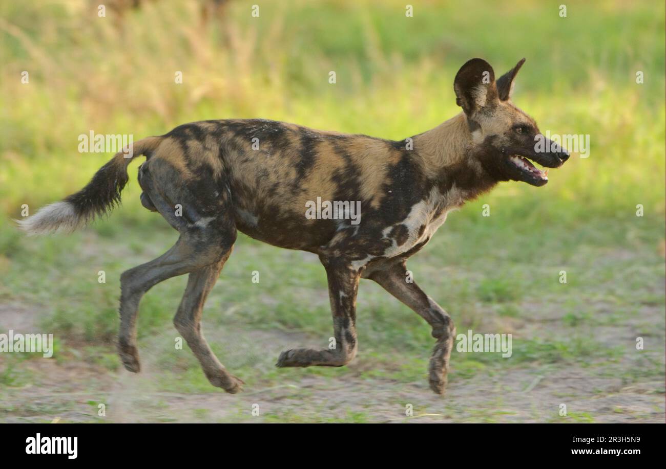 African wild dog (Lycaon pictus), hyena dogs, canines, predators ...