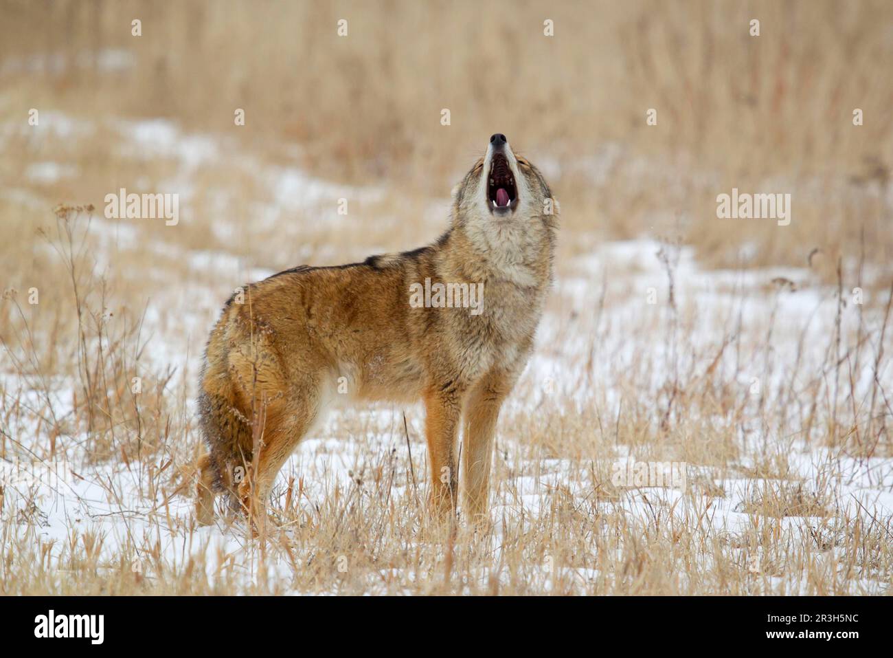 Coyote, coyotes, Coyote, Prairie wolf (Canis latrans), Canines ...