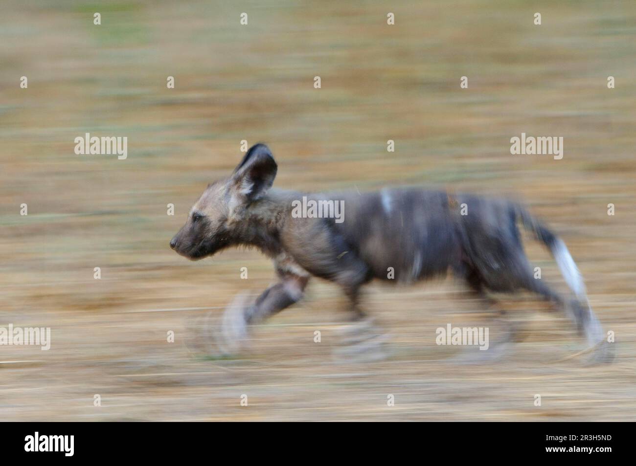 African wild dog (Lycaon pictus), hyena dogs, canines, predators ...