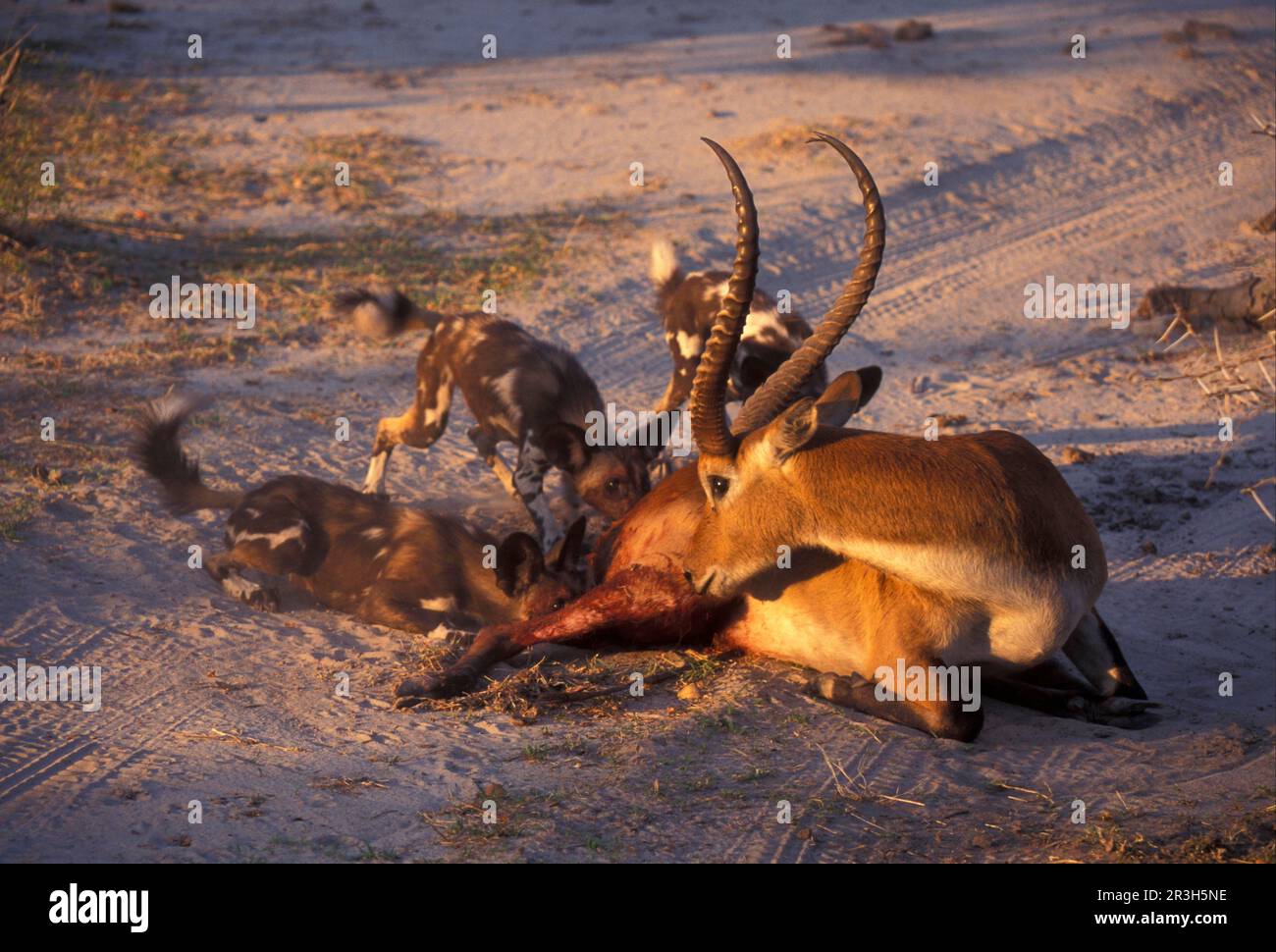 African wild dog (Lycaon pictus), Canines, Predators, Mammals, Animals ...