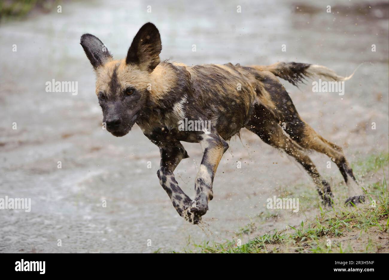 African wild dog (Lycaon pictus), hyena dogs, canines, predators ...