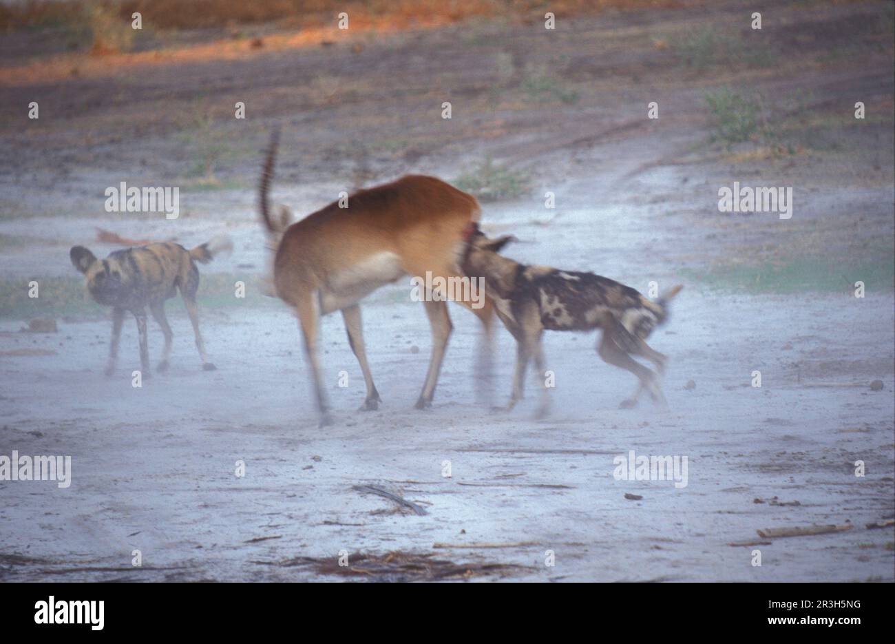 African wild dog (Lycaon pictus), Canines, Predators, Mammals, Animals ...