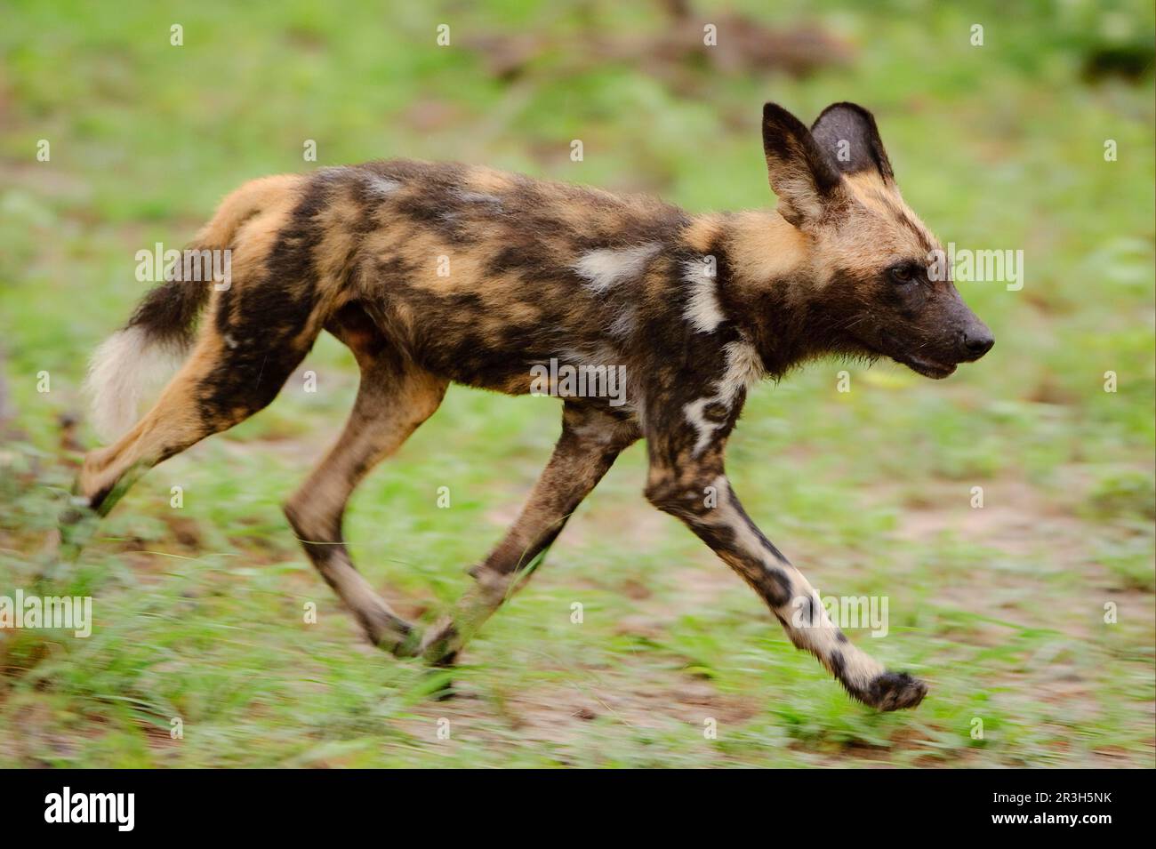 African wild dog (Lycaon pictus), hyena dogs, canine, predators ...