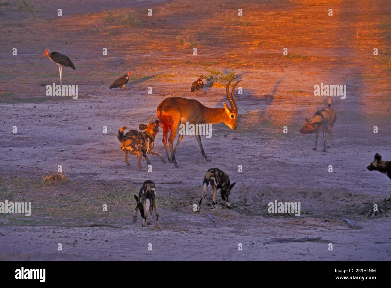 African wild dog (Lycaon pictus), Canines, Predators, Mammals, Animals ...