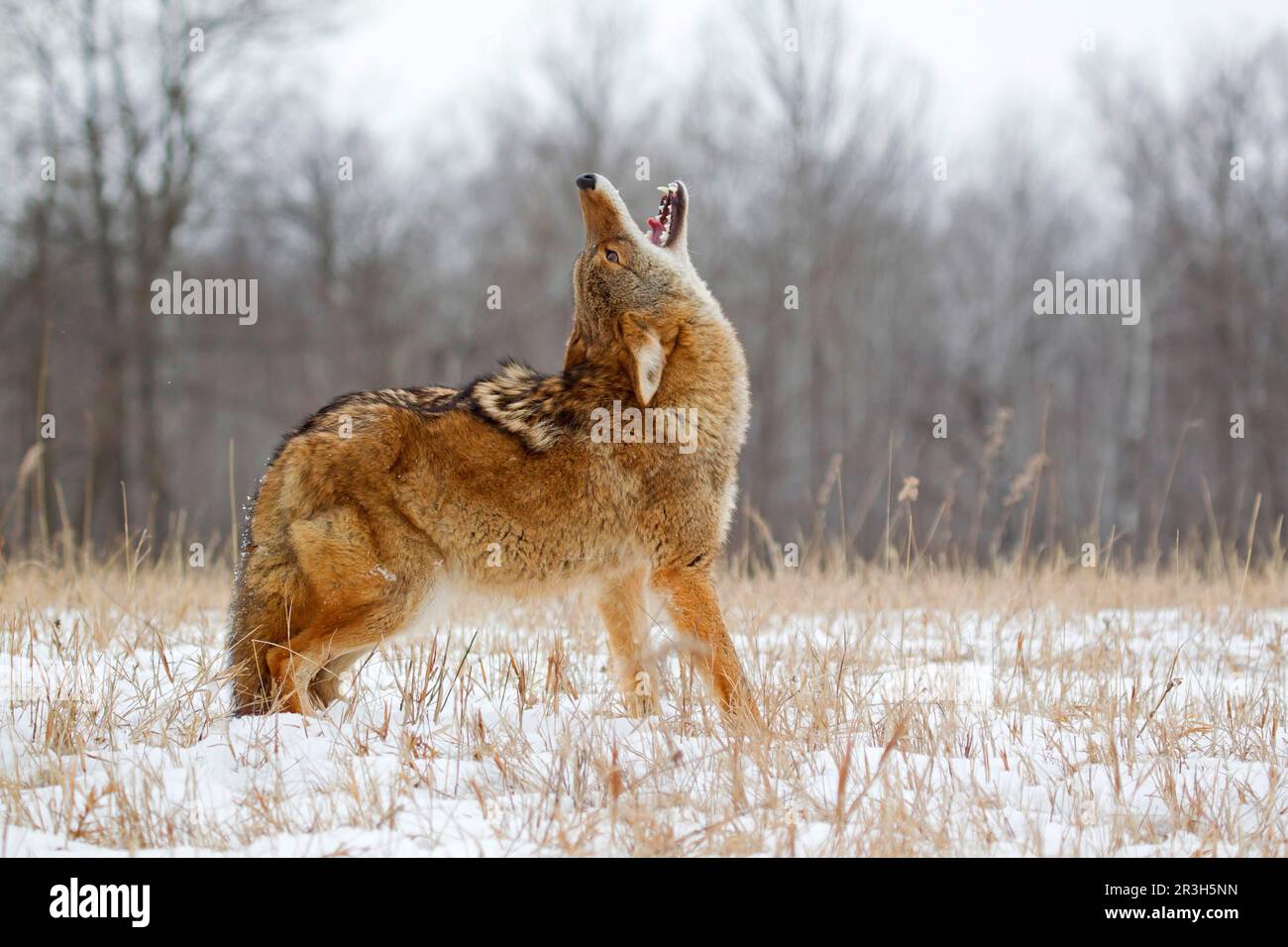 Coyote, coyotes, Coyote, Prairie wolf (Canis latrans), Canines ...