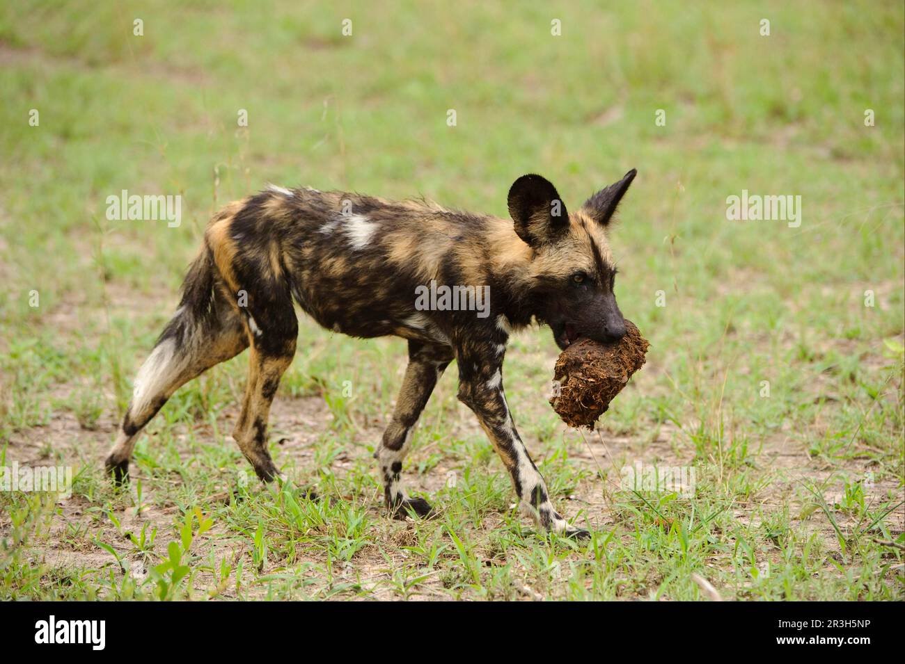 African wild dog (Lycaon pictus), hyena dogs, canines, predators ...