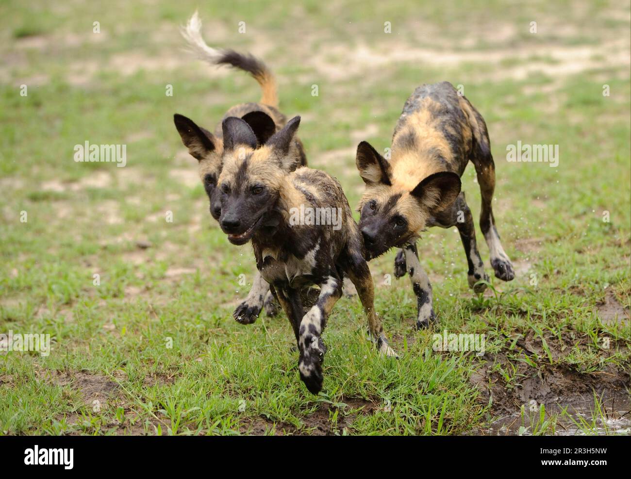 African wild dog (Lycaon pictus), hyena dogs, canines, predators ...