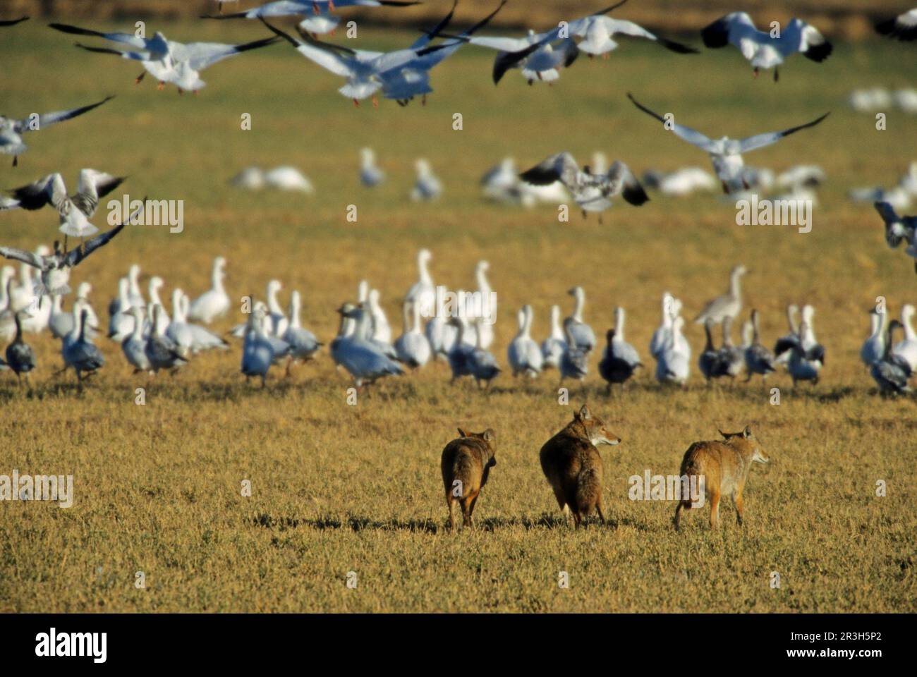 Coyote, coyotes, Coyote, Prairie wolf (Canis latrans), Canines ...