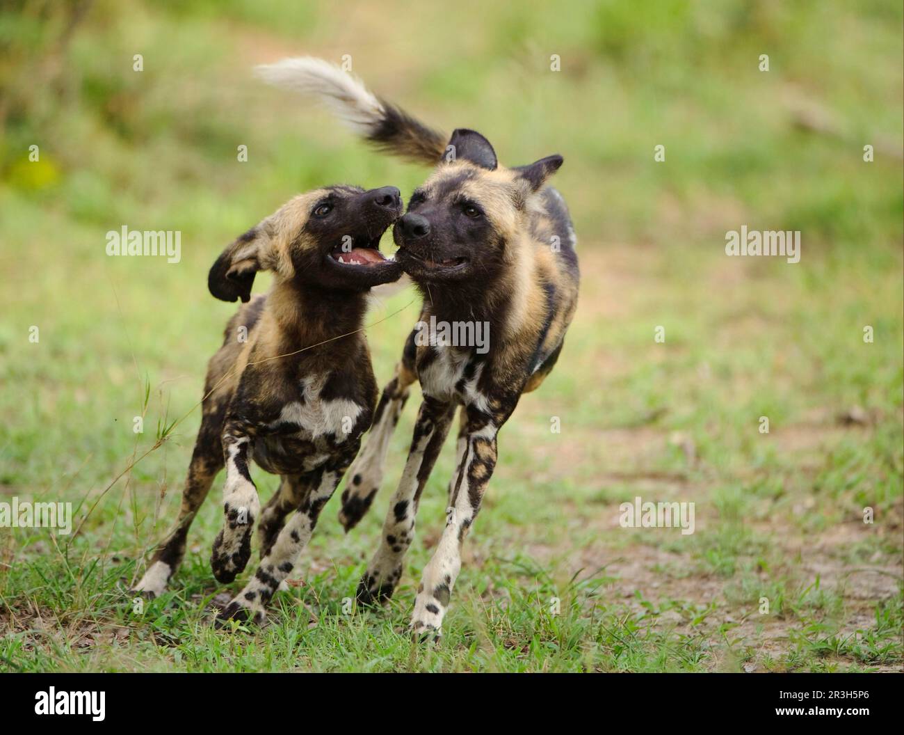 African wild dog (Lycaon pictus), hyena dogs, canines, predators ...