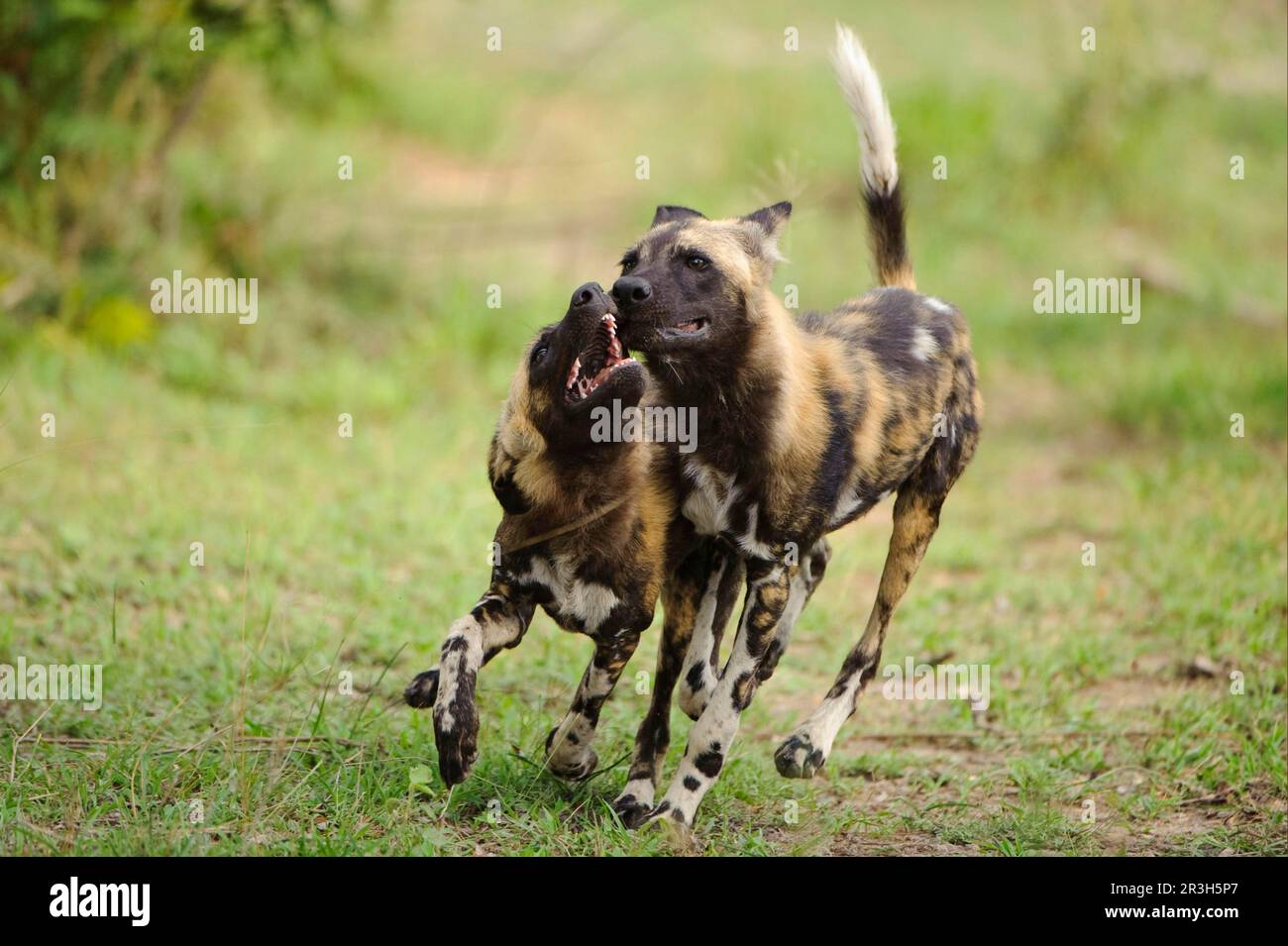 African wild dog (Lycaon pictus), hyena dogs, canines, predators ...