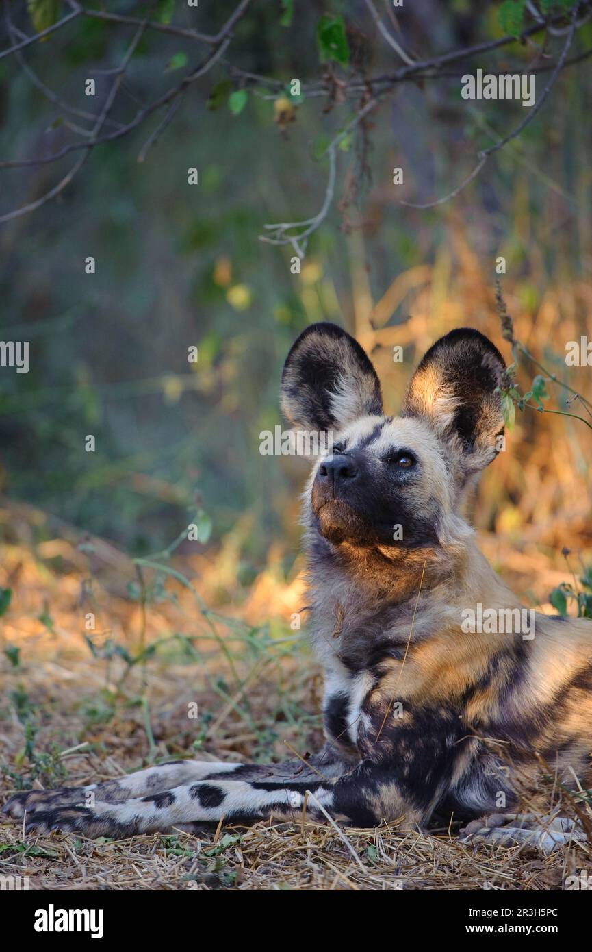 African wild dog (Lycaon pictus), canine species, predators, mammals ...