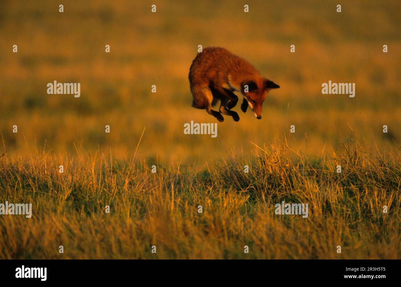 Leaping fox hi-res stock photography and images - Alamy