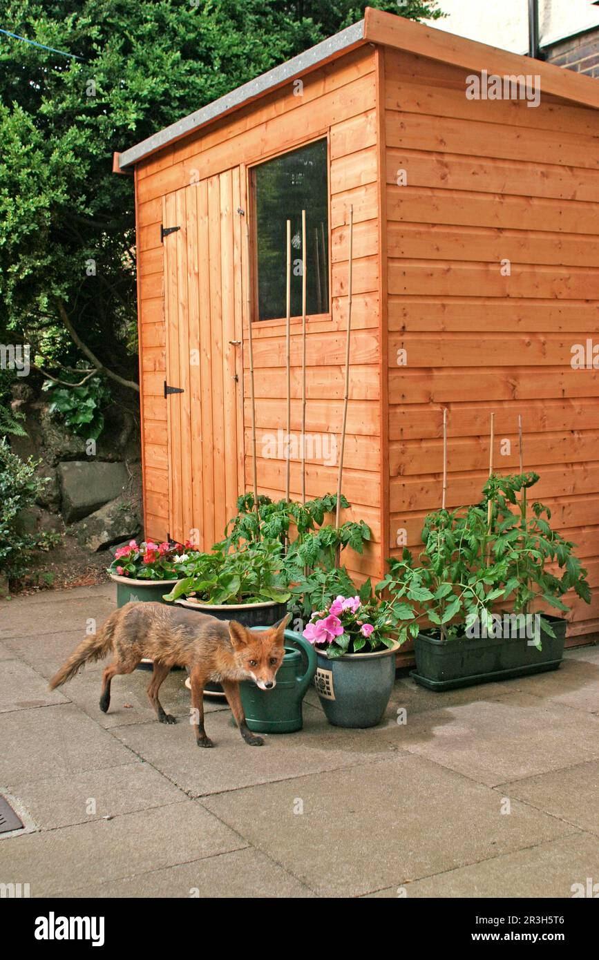 Red Fox, red foxes (Vulpes vulpes), Fox, Foxes, Canines, Predators ...