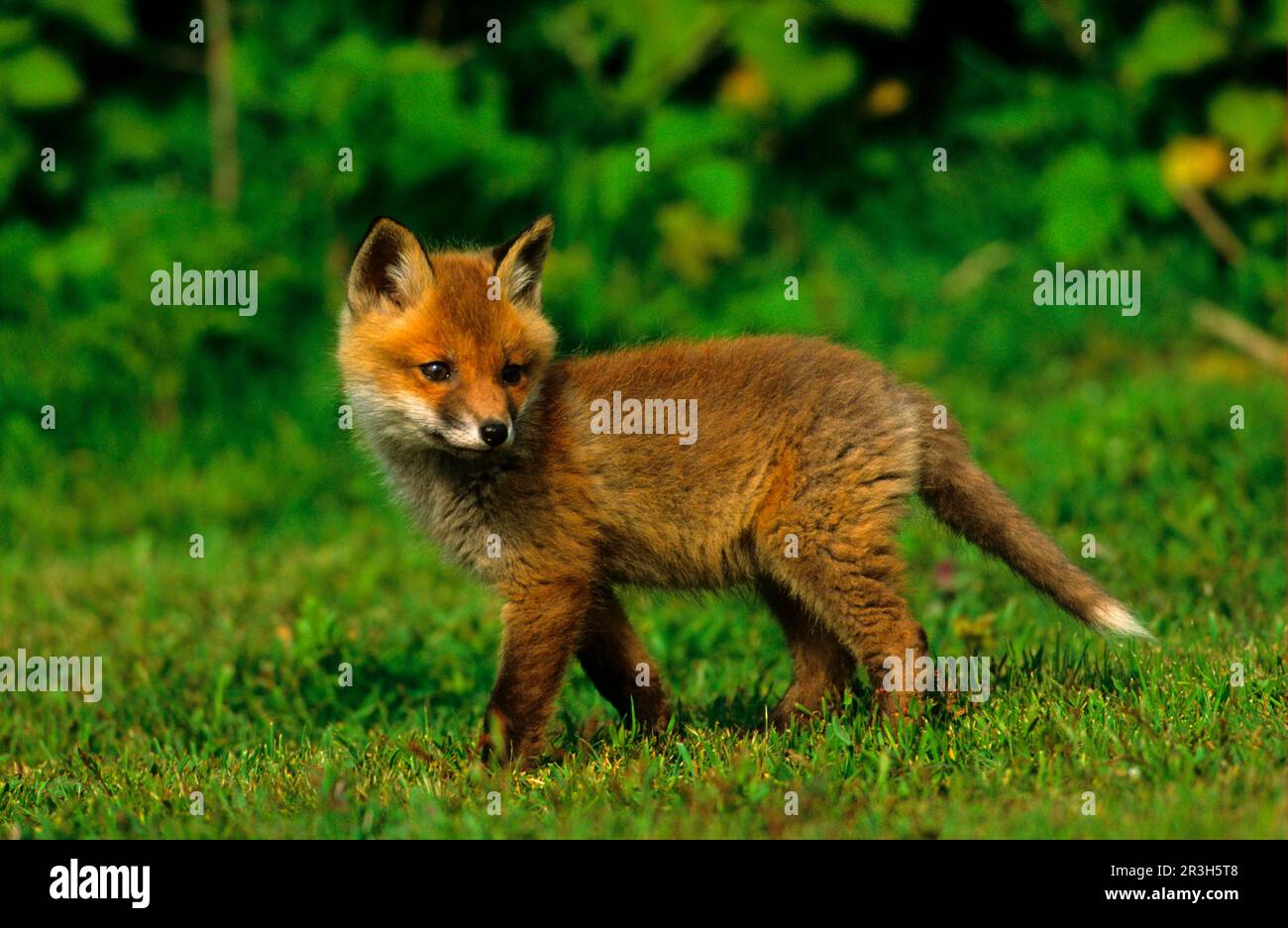 Red Fox, red foxes (Vulpes vulpes), Fox, Foxes, Canines, Predators ...