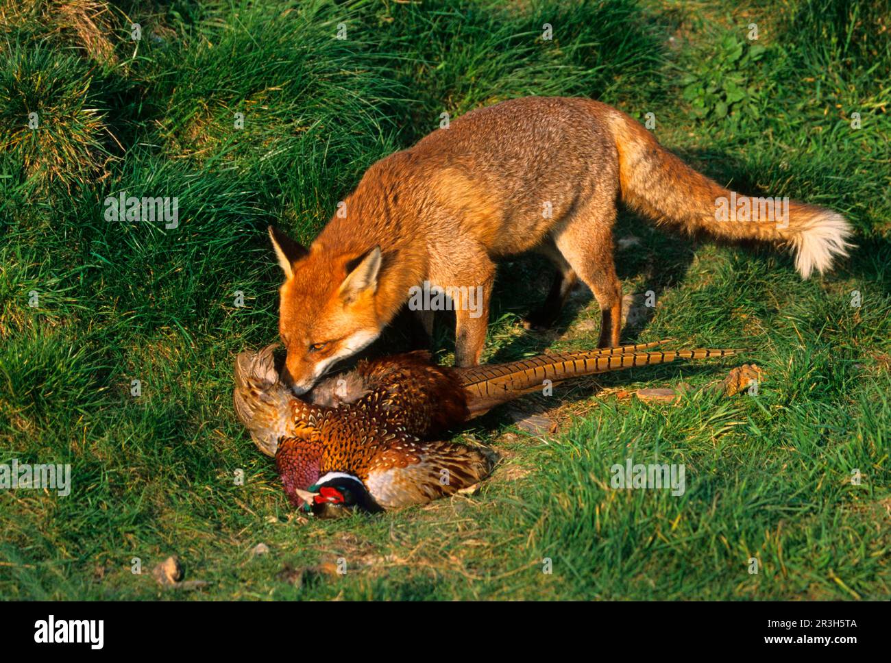 Red Fox, red foxes (Vulpes vulpes), Fox, Foxes, Canines, Predators, Mammals, Animals, Red Fox ...