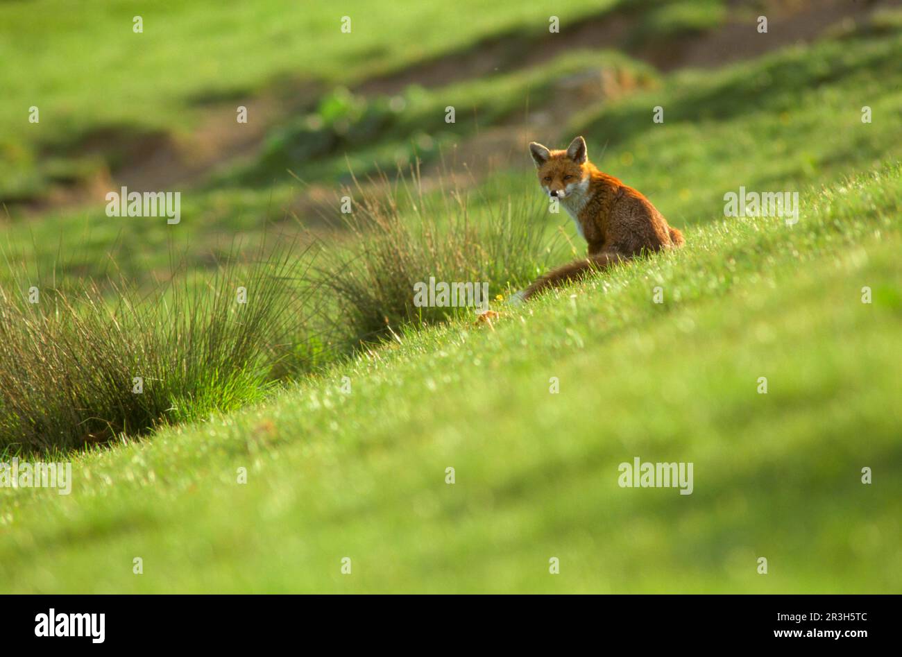 Red Fox (Vulpes vulpes) Female, Eurasia, N. America, wild in Southern ...