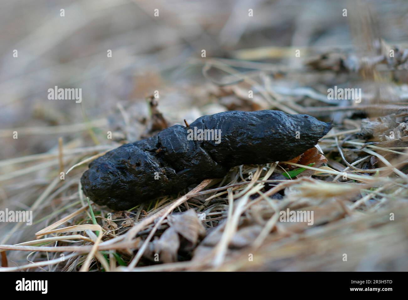 Red fox, red foxes (Vulpes vulpes), Fox, Foxes, Canines, Predators ...