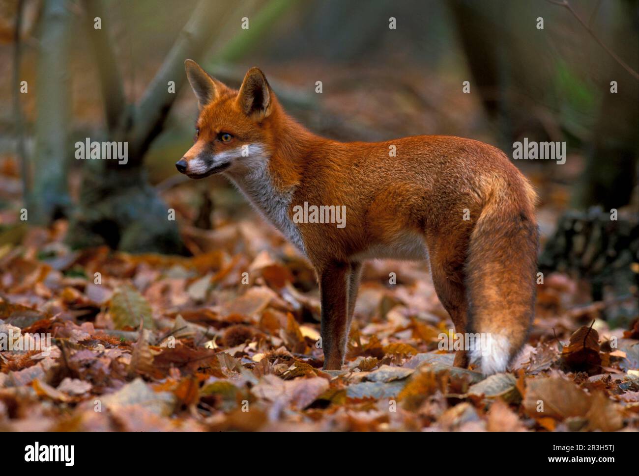 Red Fox, red foxes (Vulpes vulpes), Fox, Foxes, Canines, Predators ...