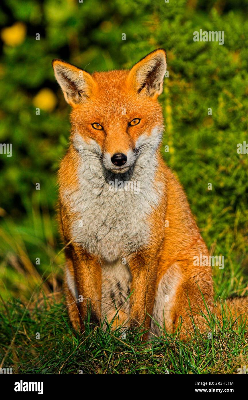 Red Fox, red foxes (Vulpes vulpes), Fox, Foxes, Canines, Predators, Mammals, Animals, Red Fox ...