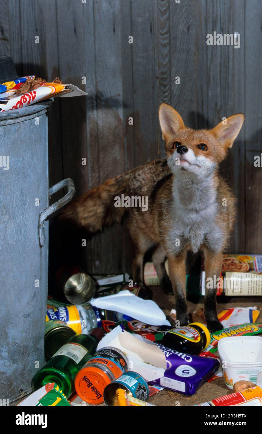 Red Fox (Vulpes vulpes) adult raiding rubbish bin, Yorkshire, England ...