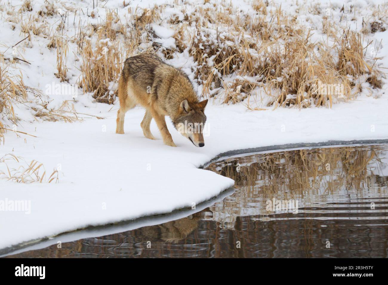 Adult grey gray wolf (Canis lupus) standing on snow-covered ice, about ...