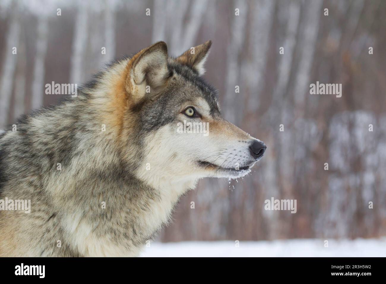Wolf, gray wolves (Canis lupus), dog-like, predators, mammals, animals ...