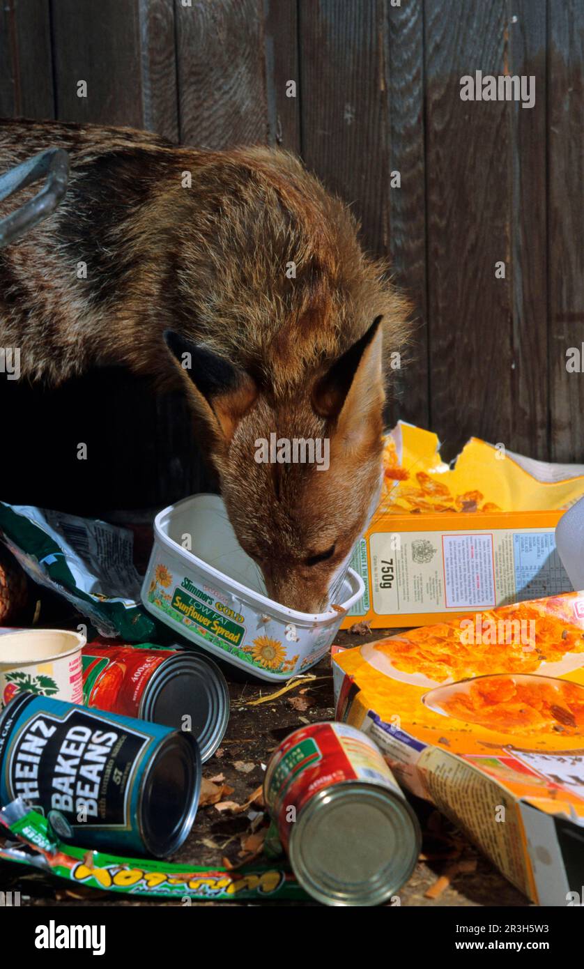 Red fox with rubbish hi-res stock photography and images - Alamy