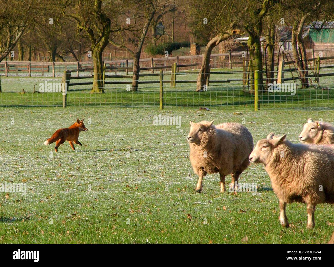 Red Fox (Vulpes vulpes) adult, running across pasture, surprising Texel ...