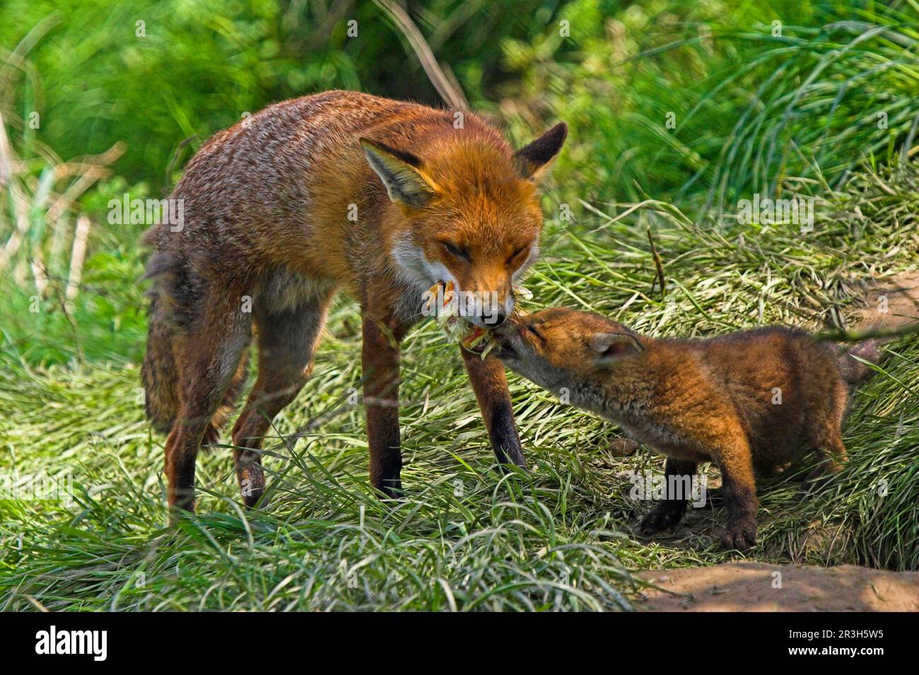 Red Fox, red foxes (Vulpes vulpes), Fox, Foxes, Canines, Predators ...