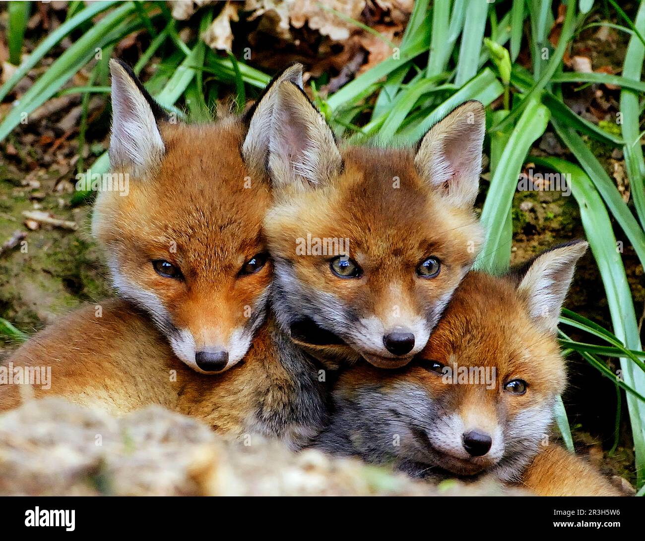 Red fox, red foxes (Vulpes vulpes), fox, foxes, canines, predators ...
