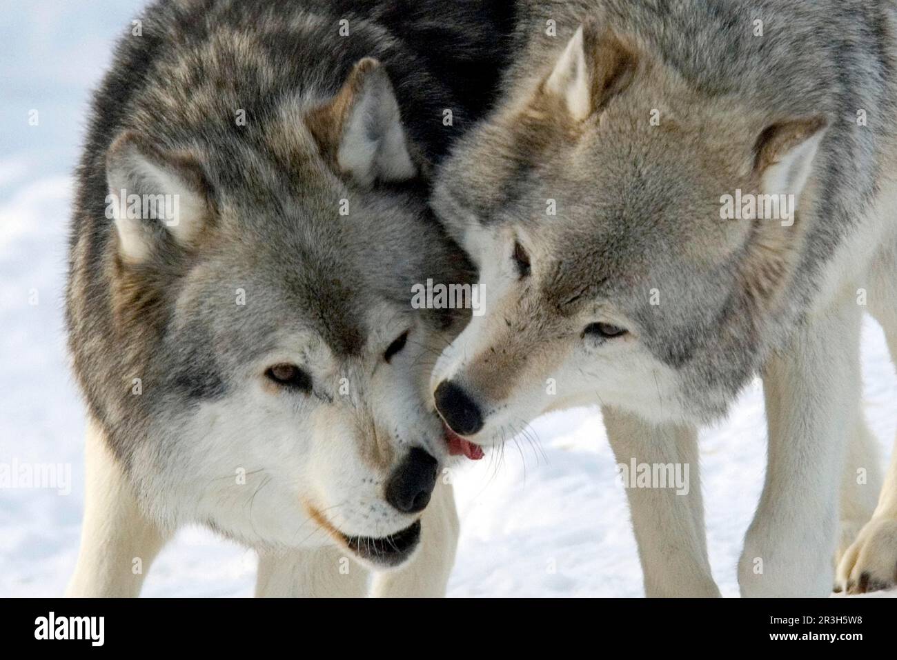 Wolf, gray wolves (Canis lupus), dog-like, predators, mammals, animals ...