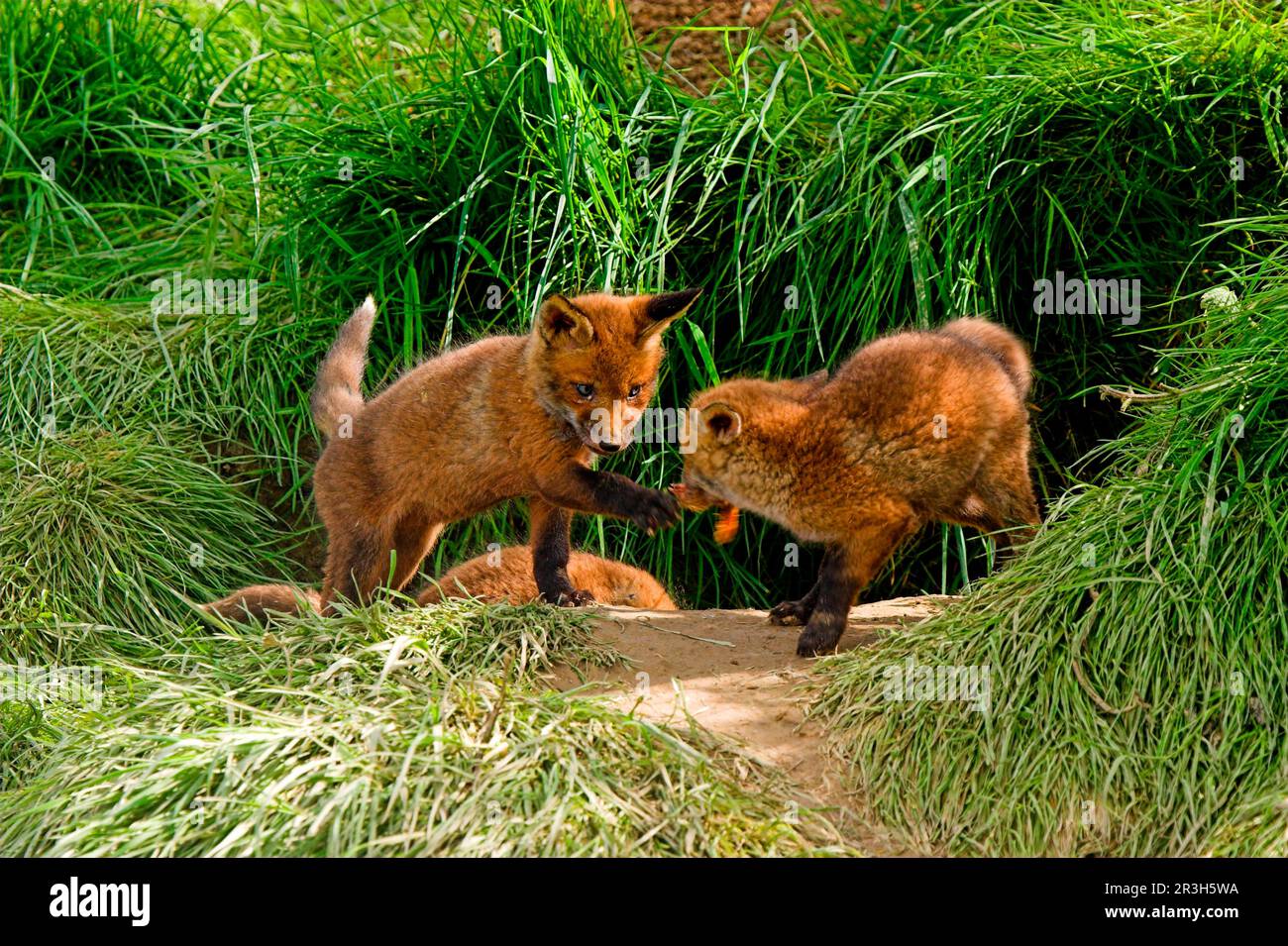 Red Fox, red foxes (Vulpes vulpes), Fox, Foxes, Canines, Predators ...