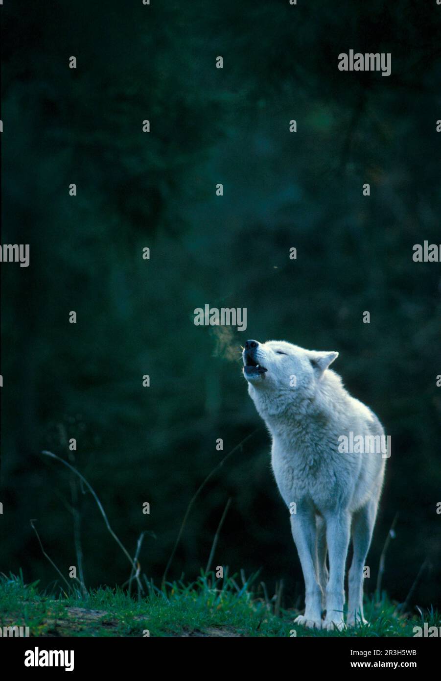 Wolf, gray wolves (Canis lupus), dog-like, predators, mammals, animals ...