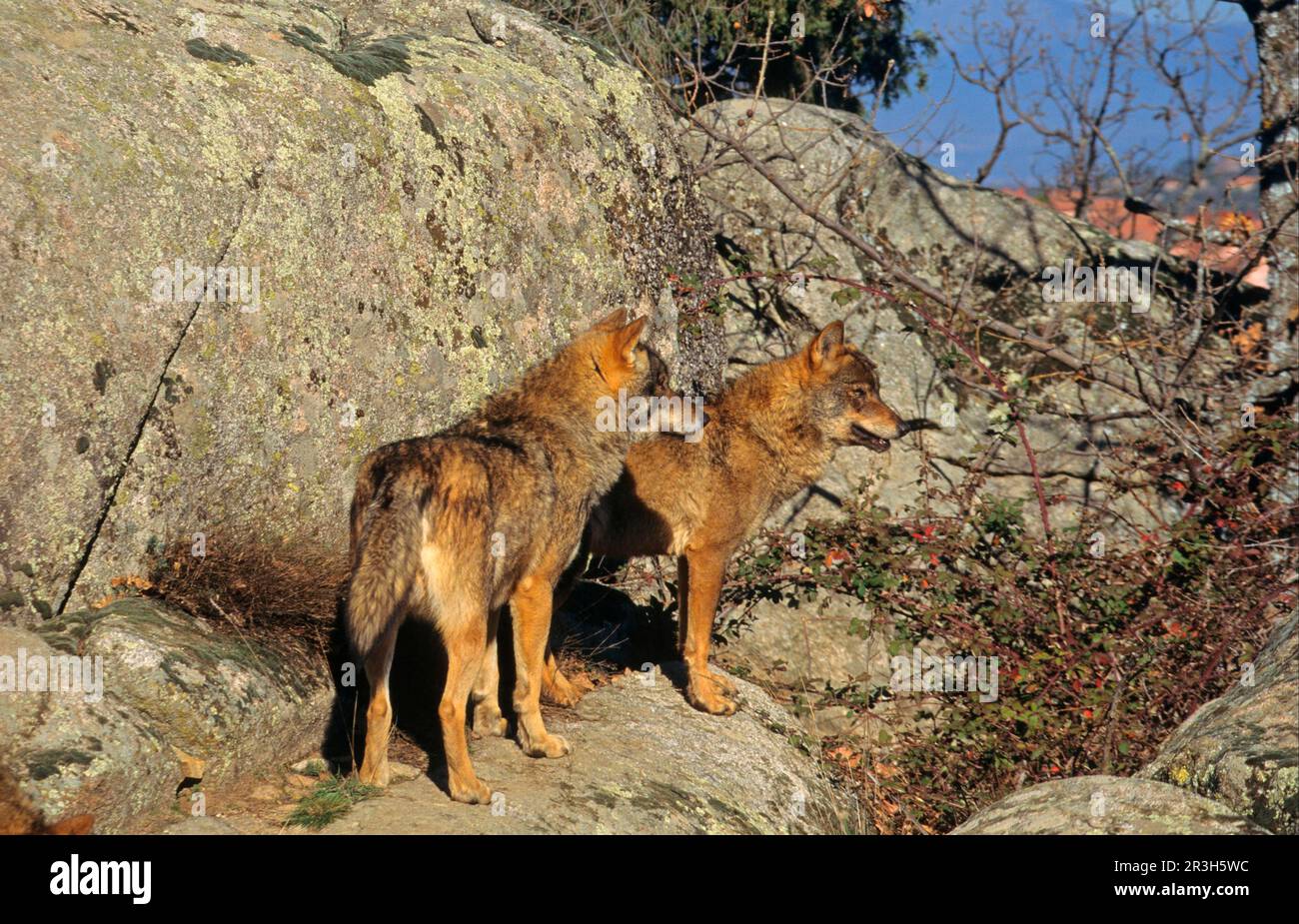 Iberian wolf, iberian wolves (Canis lupus signatus), wolf, wolves ...