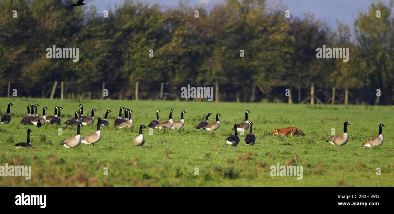 Red Fox, red foxes (Vulpes vulpes), Fox, Foxes, Canines, Predators ...