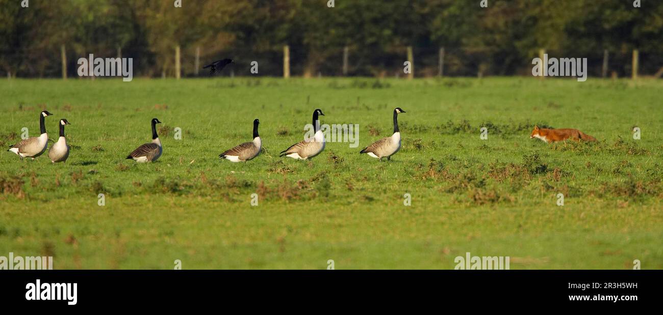 Red Fox, red foxes (Vulpes vulpes), Fox, Foxes, Canines, Predators ...