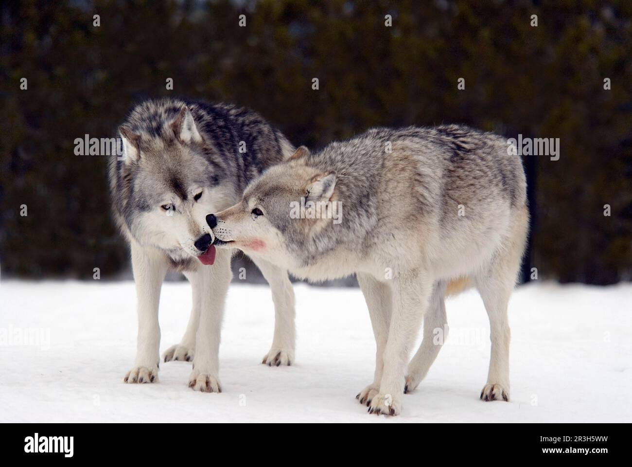 Wolf, gray wolves (Canis lupus), canine species, predators, mammals ...