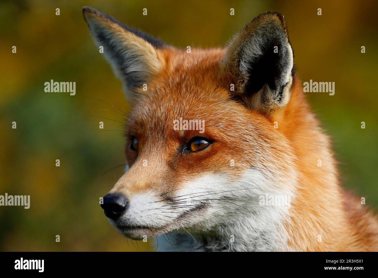 Red fox, red foxes (Vulpes vulpes), fox, foxes, canines, predators ...