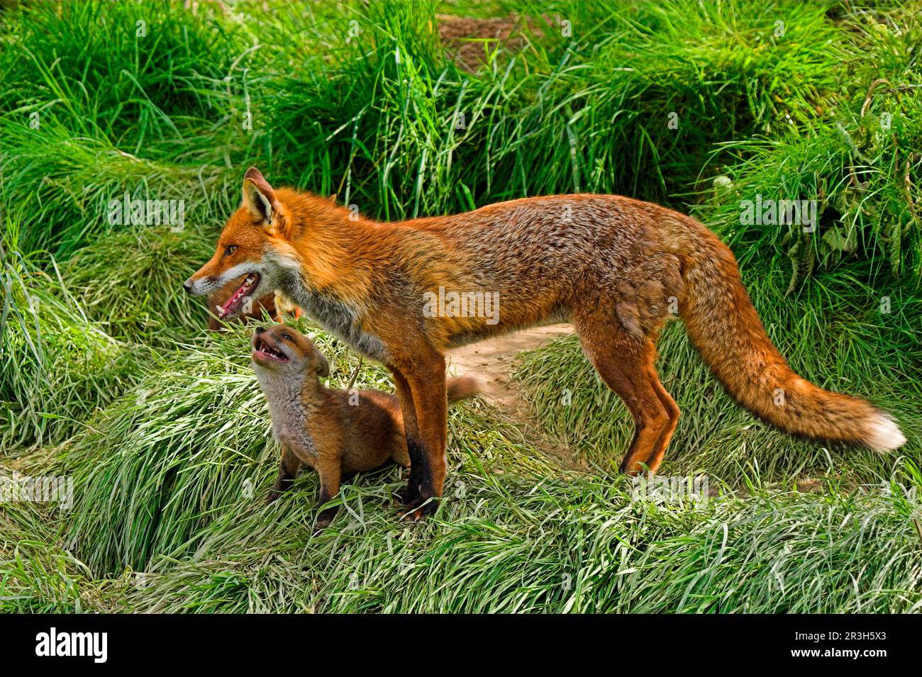 Red fox, red foxes (Vulpes vulpes), Fox, Foxes, Canines, Predators ...