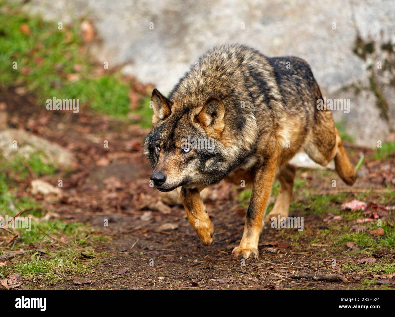 Iberian wolf, iberian wolves (Canis lupus signatus), wolf, wolves ...