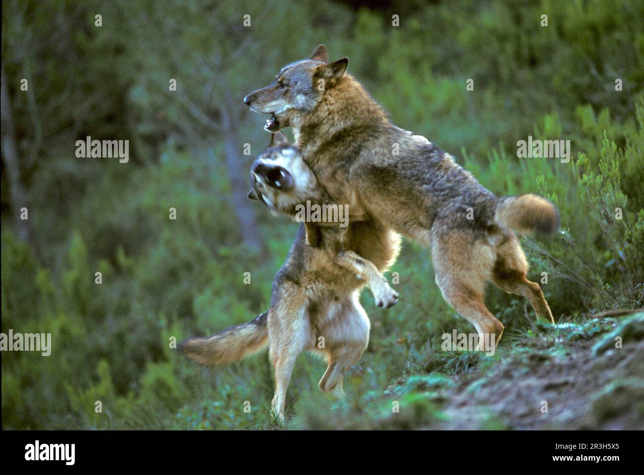 Iberian wolf, iberian wolves (Canis lupus signatus), wolf, wolves, canines, predators, mammals ...