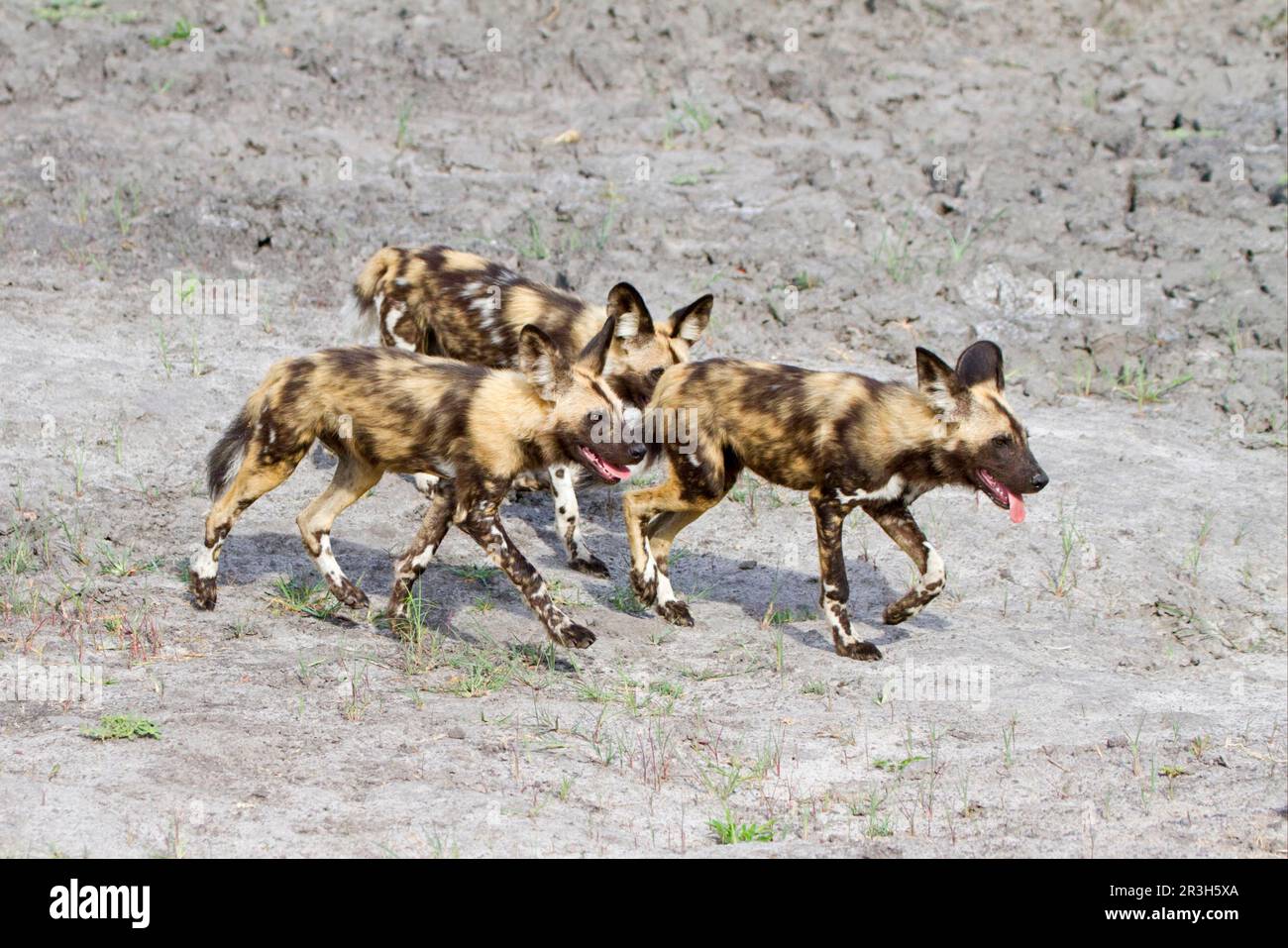 African wild dog (Lycaon pictus), hyena dogs, canines, predators ...
