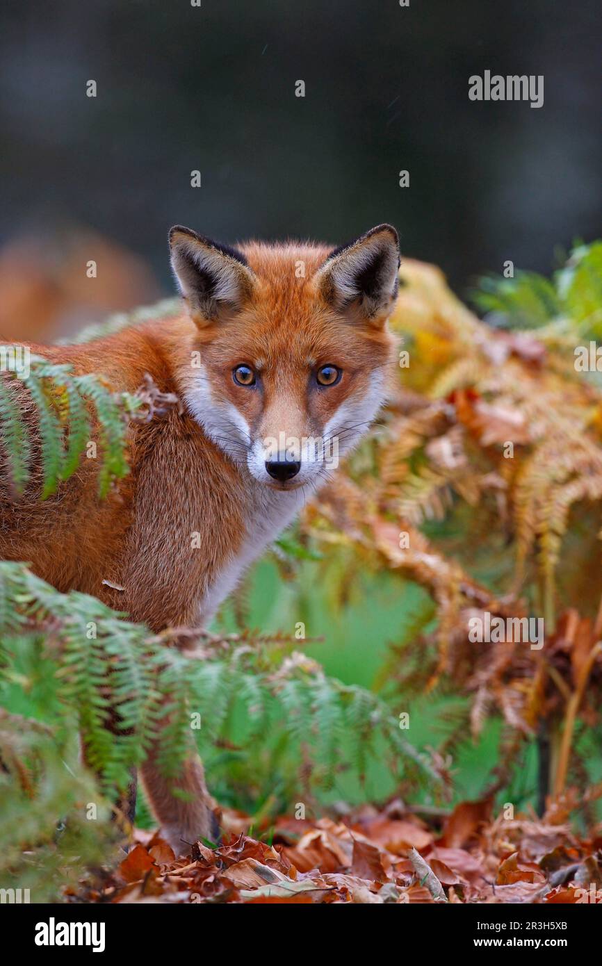 Red fox, red foxes (Vulpes vulpes), fox, foxes, canines, predators ...