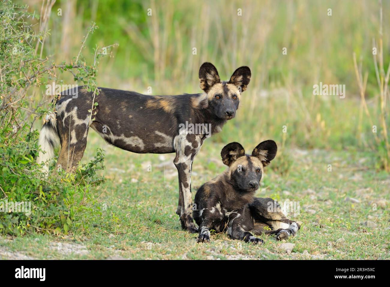 African wild dog (Lycaon pictus), canine species, predators, mammals ...