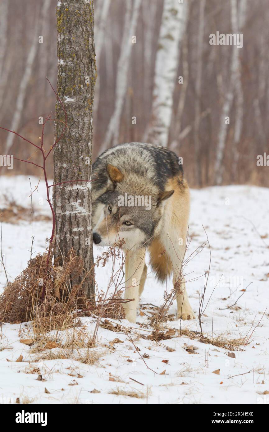 Adult grey wolf sniffing tree trunk to detect scent markings of other ...