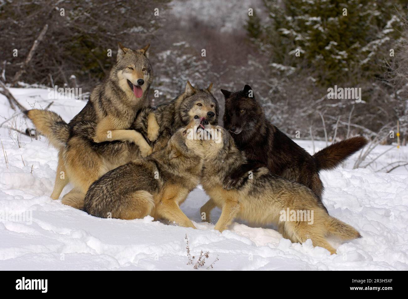Pack asserting hierarchy hi-res stock photography and images - Alamy