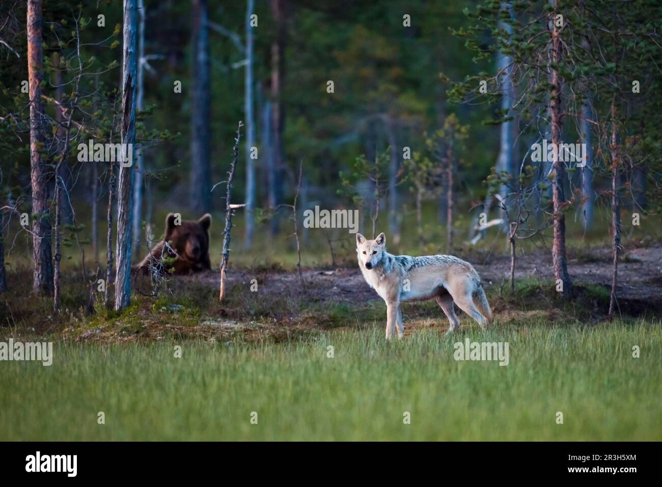 Wolf, european gray wolf (Canis lupus lupus), dog-like, predators ...