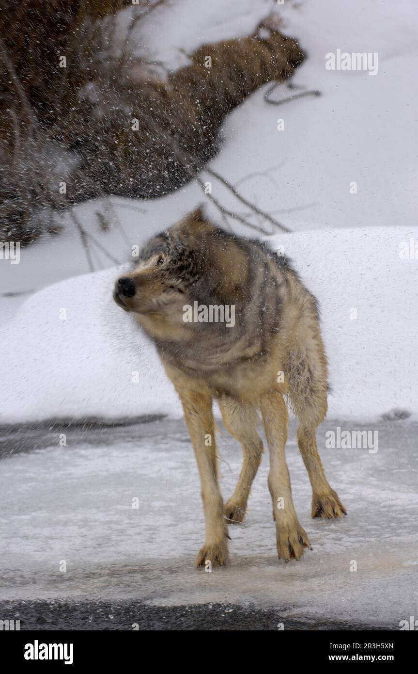 Gray wolf canis lupus wet with water hi-res stock photography and ...